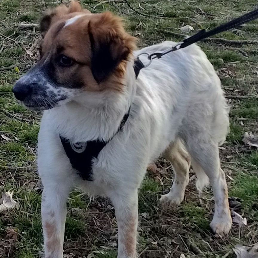 Небольшая собачка в квартиру