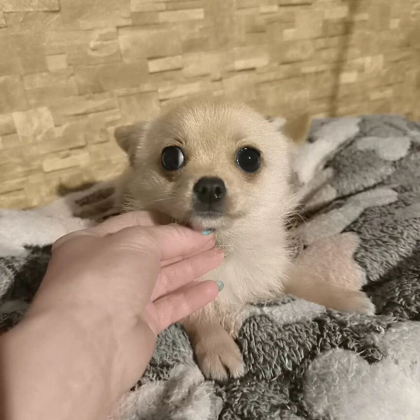 Чихуахуа, щенок