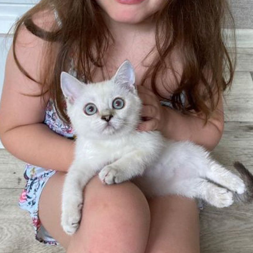 Белоснежный мурчалка шиншилла