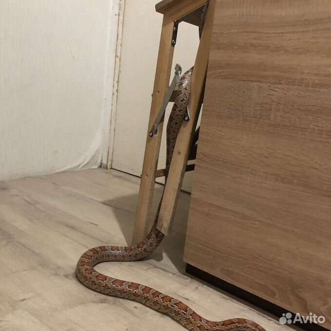 Змея маисовый полоз