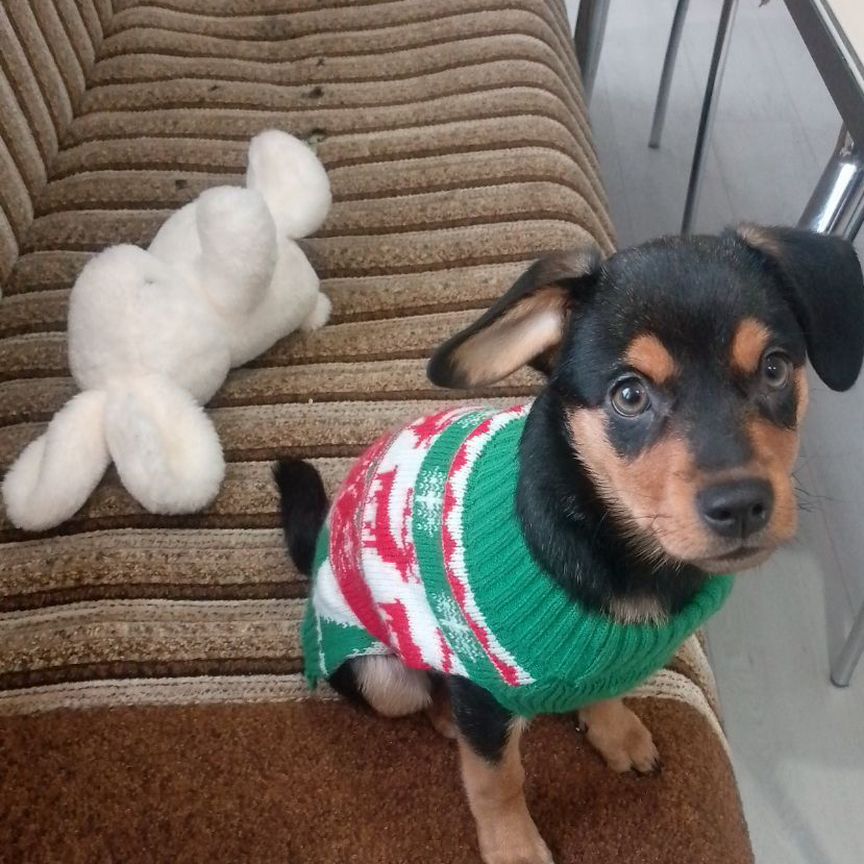 Собака в добрые руки