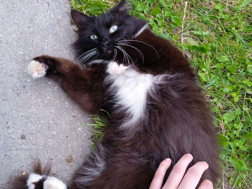 Кошка в дар