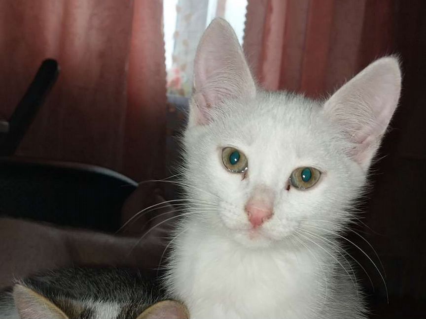 Котятки в добрые руки