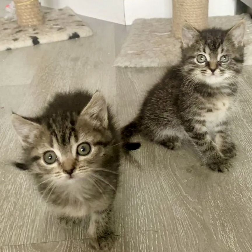 Котёнок в добрые руки