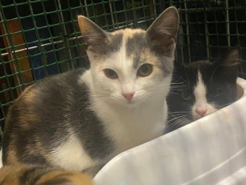 Забытая в садоводстве трехцветная киска 4 мес из с