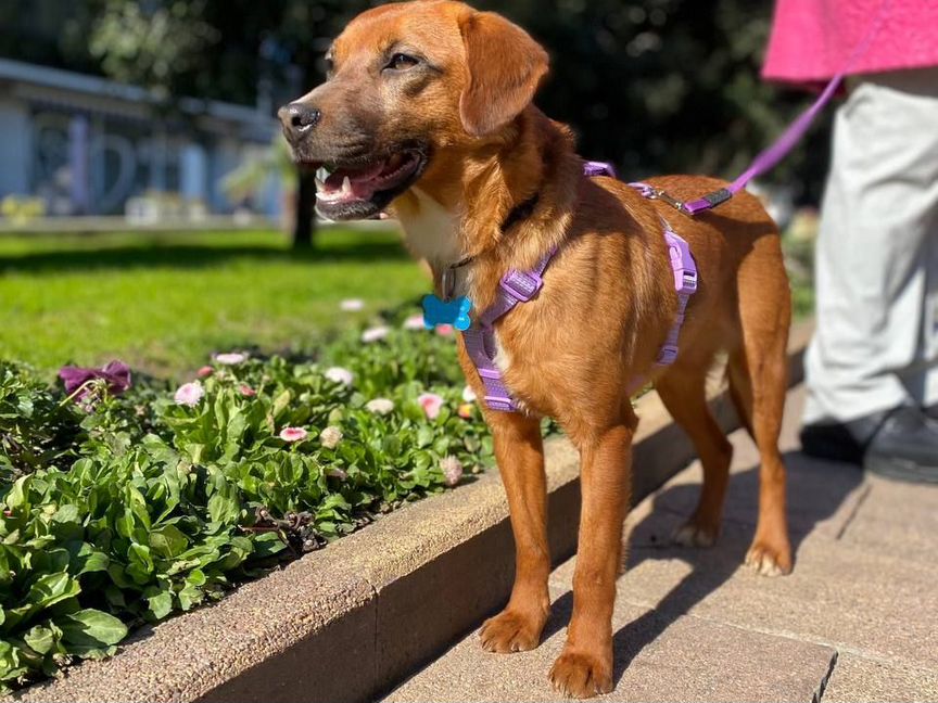Маленькая собачка в добрые руки