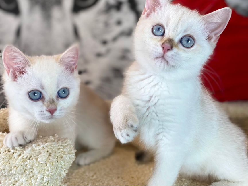 Британские котята