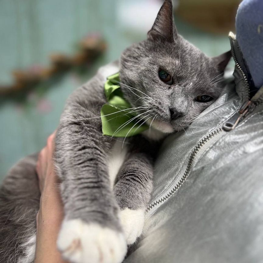 Самого нежного кота никто не выбирает