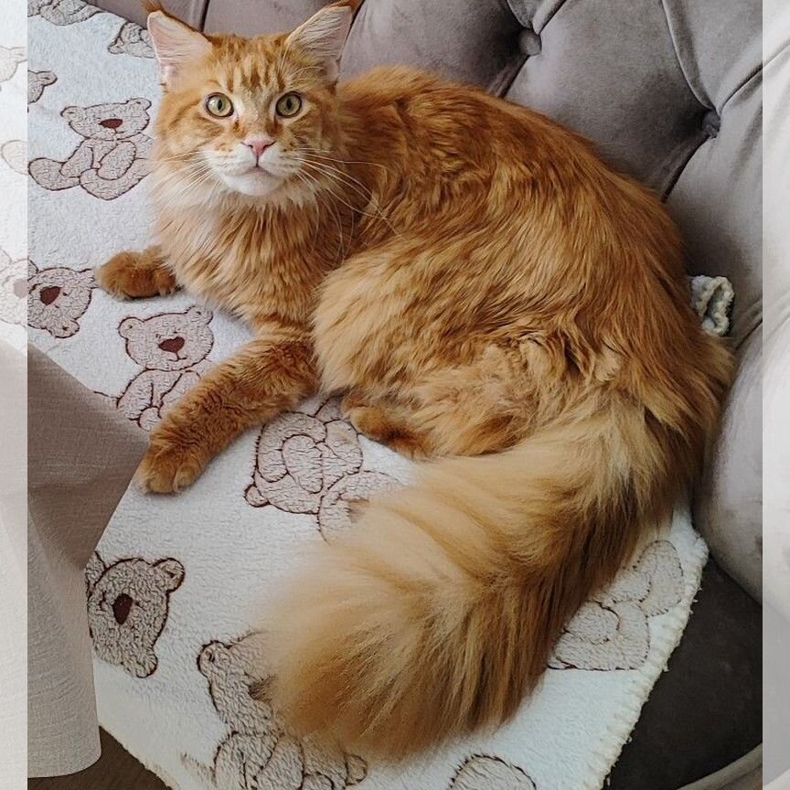 Вязка кошки мейн-кун