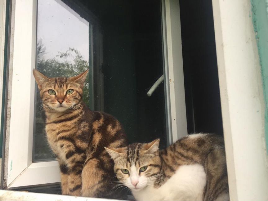 Бенгальская кошка в добрые руки