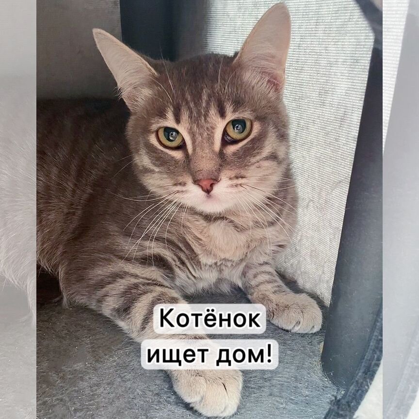 Котёнок в добрые руки