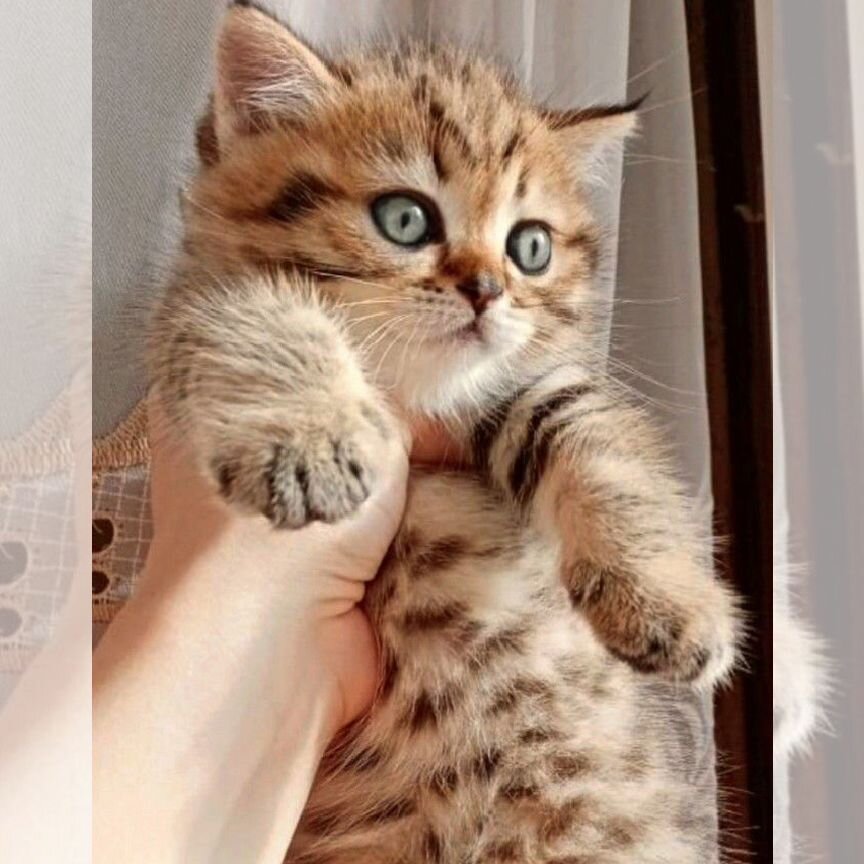 Шотландские золотые пупсы беби-фейс