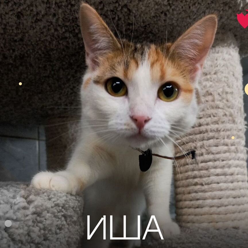 Взрослая кошка из приюта