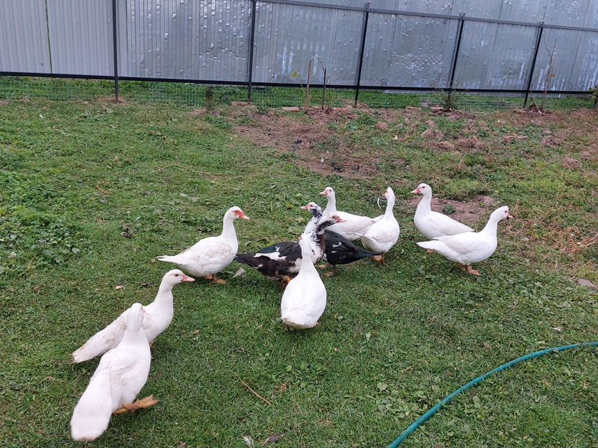 Селезень индоутки