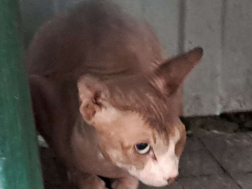 Домашние животные кошки бесплатно