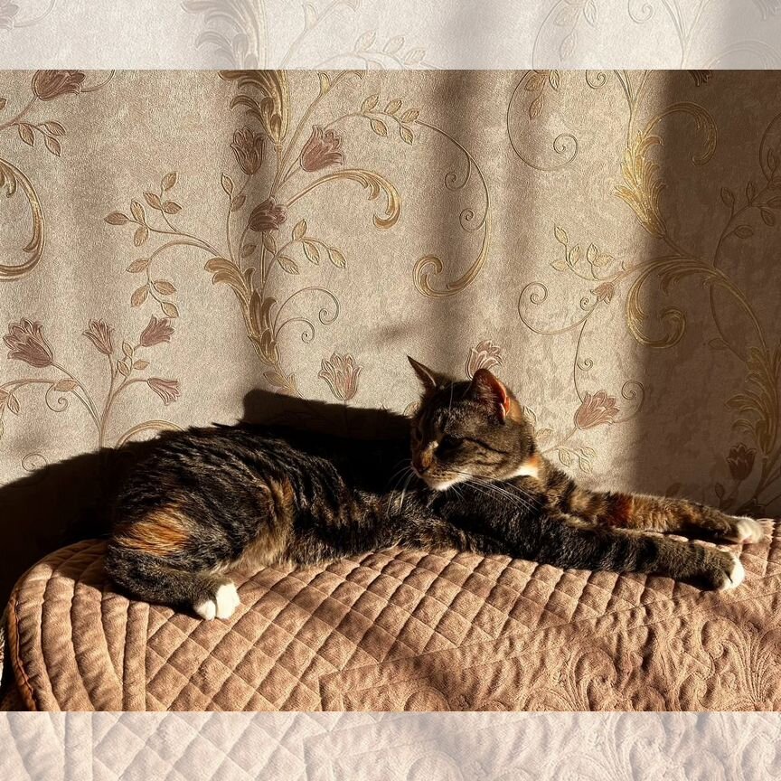 Взрослая, кошка в добрые руки