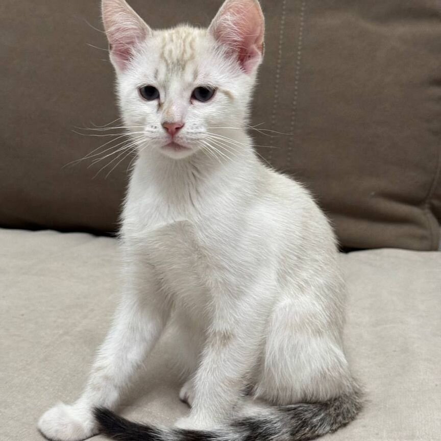 Котенок в хорошие руки