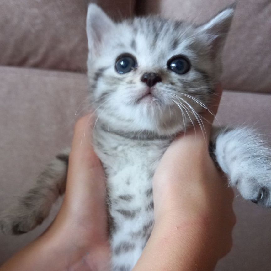 Котёнок шотланский прямоухий