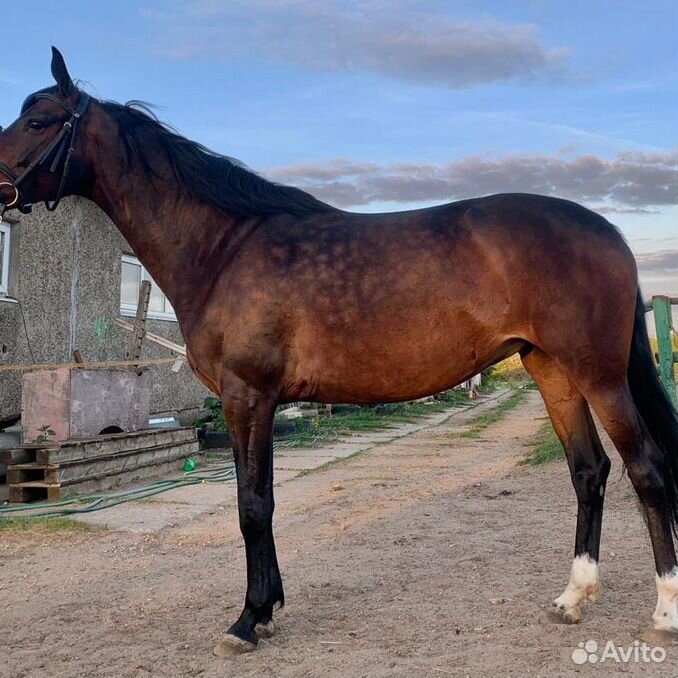 Англо-тракененская кобыла 2017 г.р