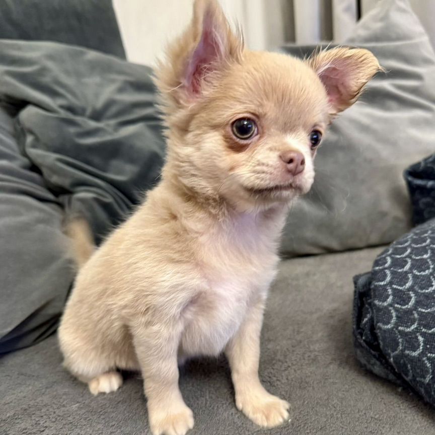 Продаётся милая девочка чихуахуа