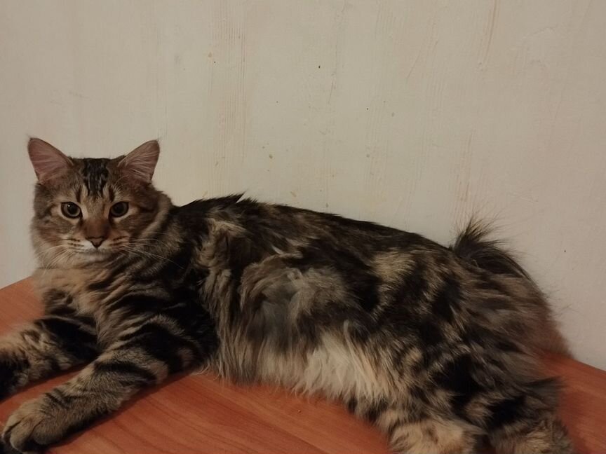 Курильский бобтейл котенок