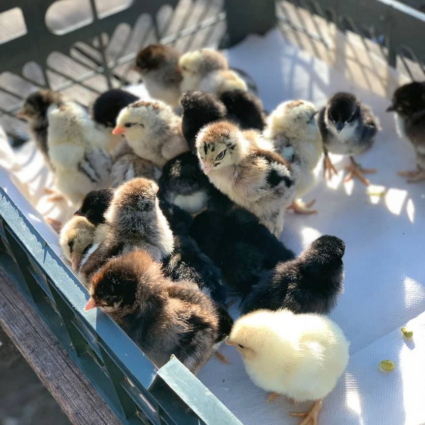 Продам цыплят