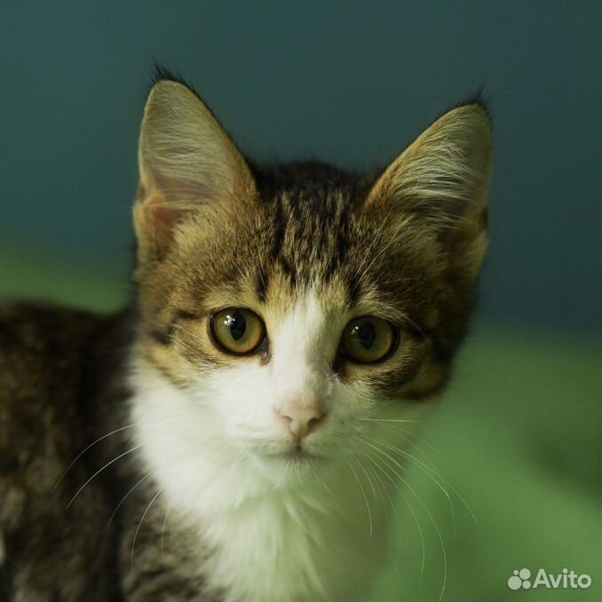 Котенок Барсик в добрые руки