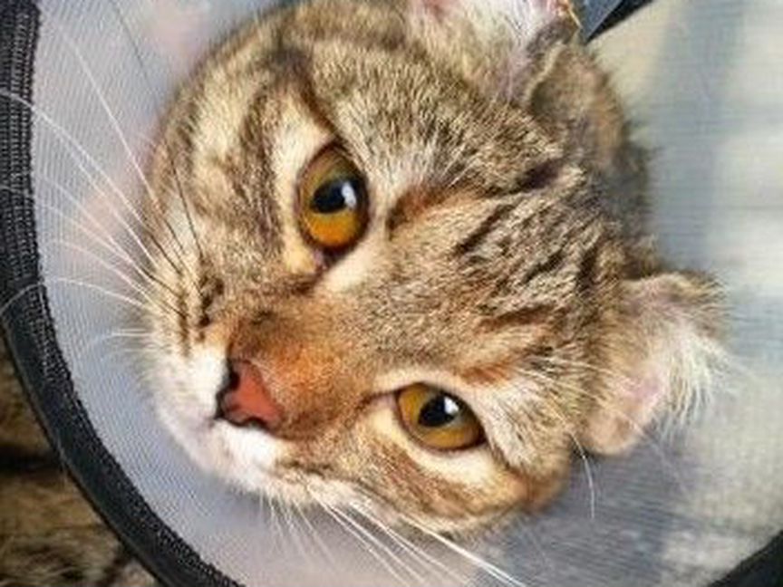 Особенная кошечка Бася в любящий дом