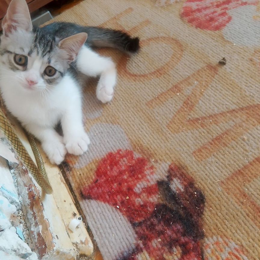 Котята2месяца в добрые руки