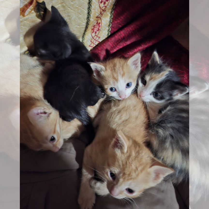 Отдам в добрые руки котята,1 месяц