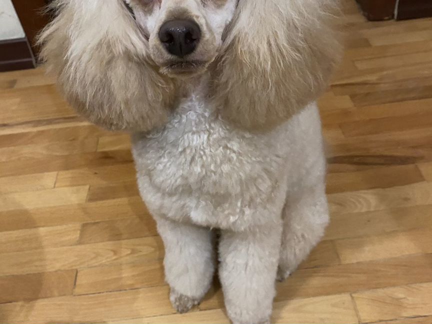 Карликовый пудель вязка