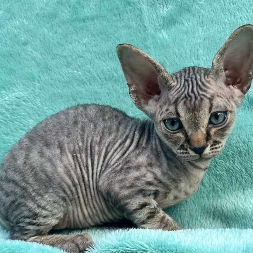 Девон табби мальчик