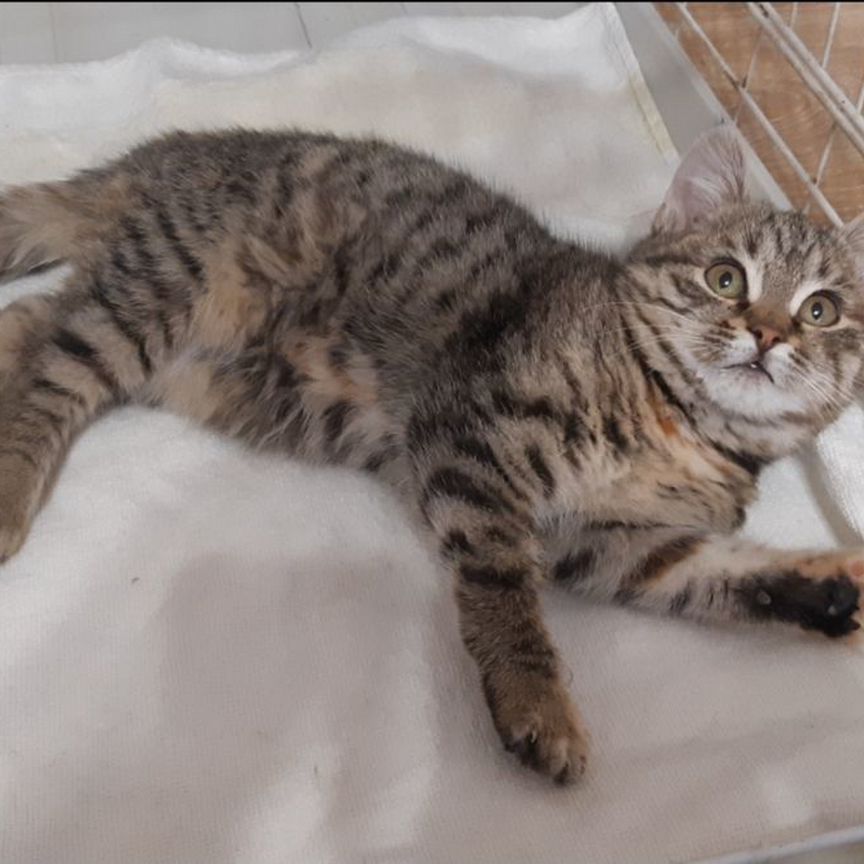 Девочка в добрые руки