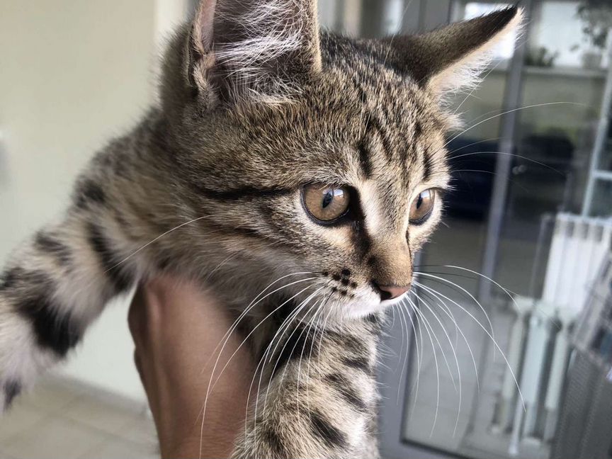 Кошка рожденная в тигре на счастье