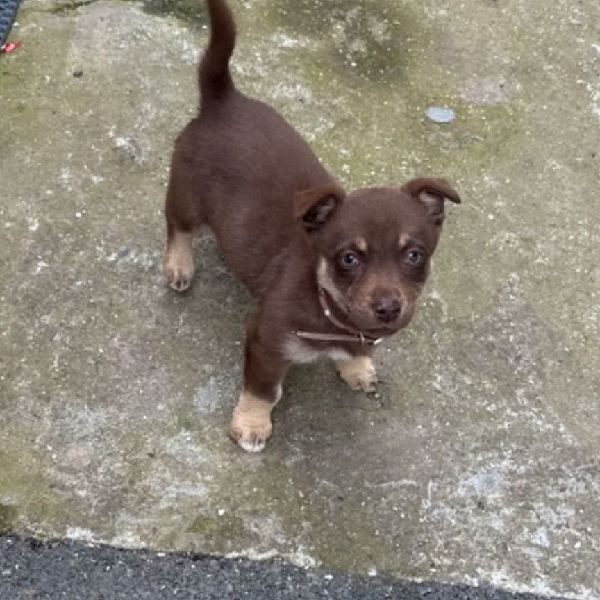 Собачка в добрые руки