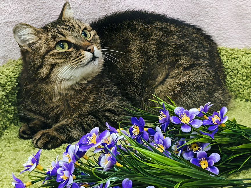 Стерилизованная вакцинированная кошка из приюта