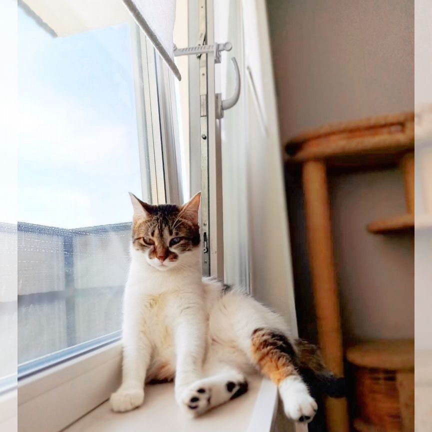 Кошка Ляля
