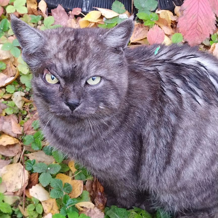 Котик ищет дом