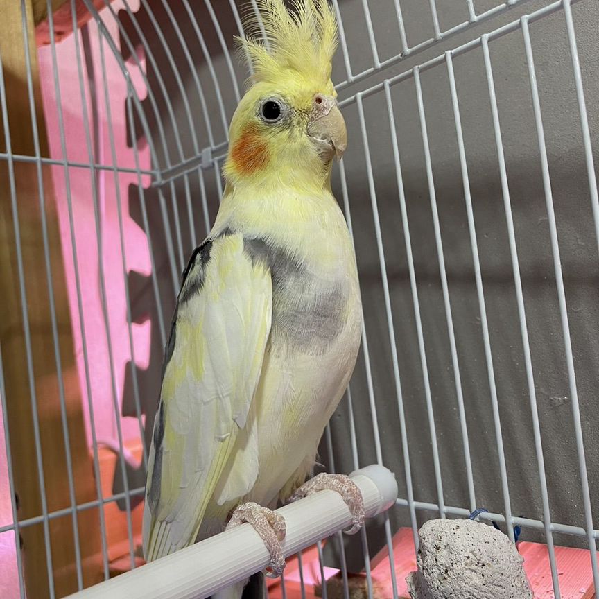 Попугай кенара с клеткой