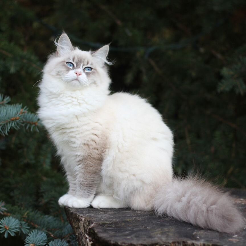 Невская маскарадная кошка