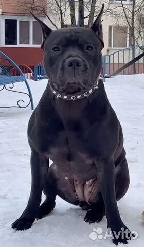 Черные собаки щенки прайтер