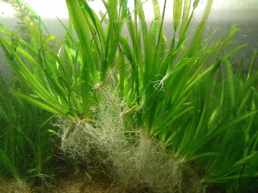 Валиснерия аквариумное растение прополка