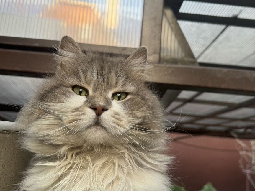 Отдам кота в добрые руки