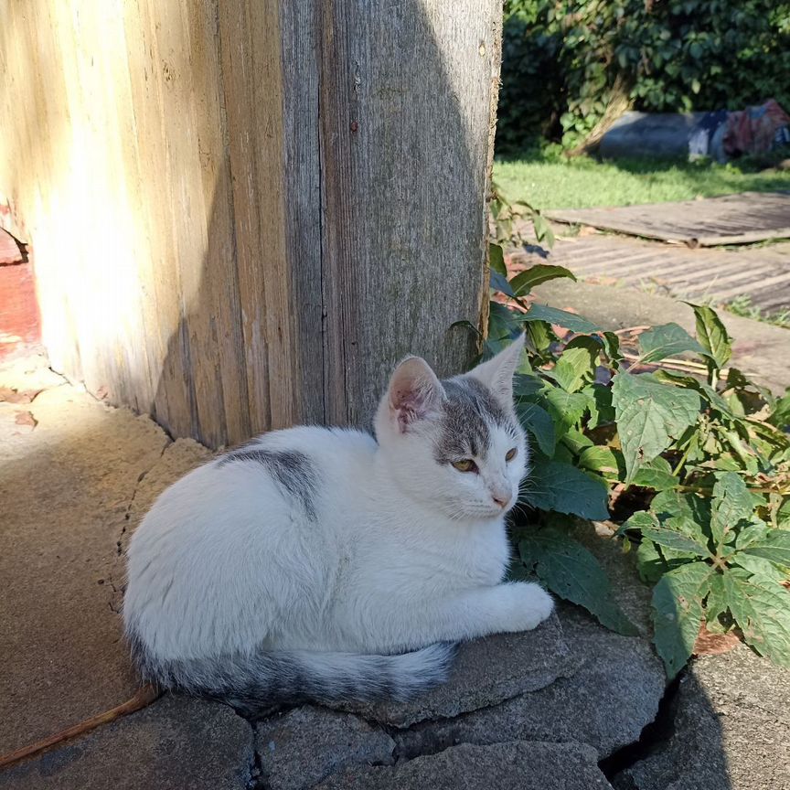 Котёнок в добрые руки