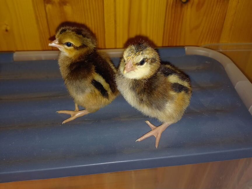 Цыплята легбар