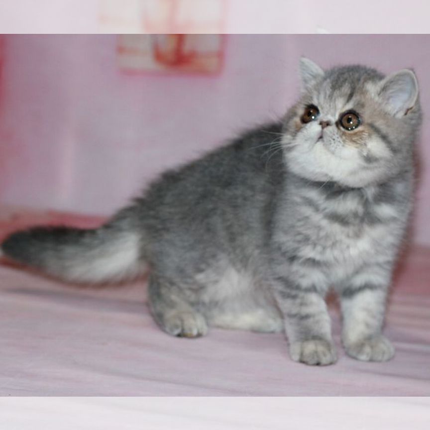Экзотические короткошерстные котята