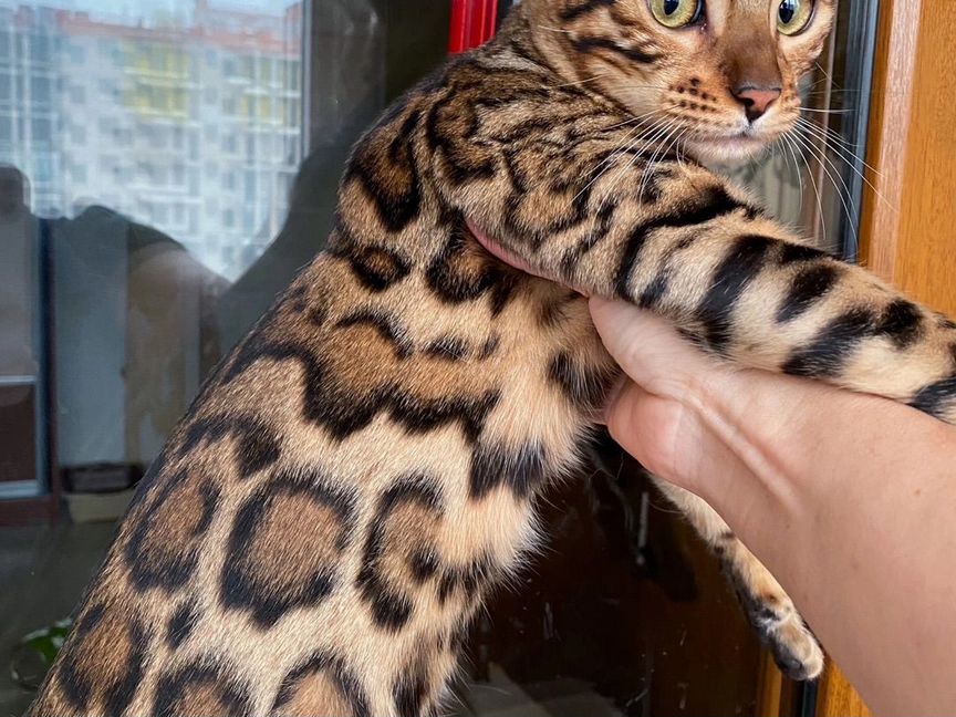 Бенгальская кошечка в разведение