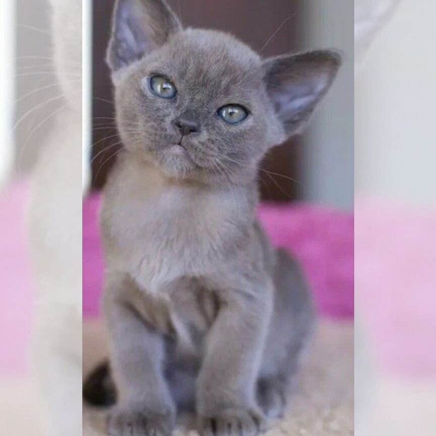 Американский бурманский котёнок