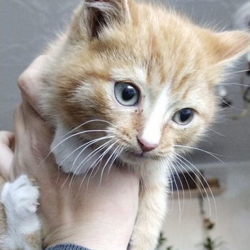 Рыжий котенок мальчик