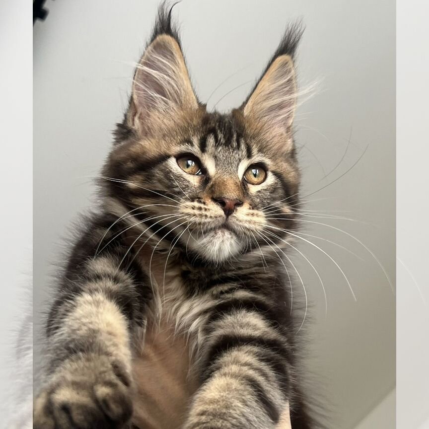 Мейн-кун котёнок